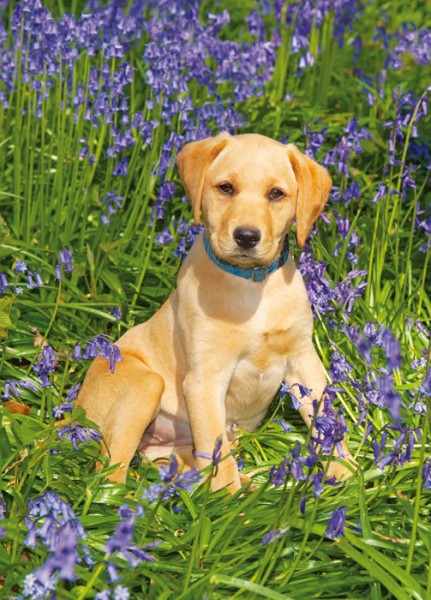 Country Cards Puppy In Bluebells | Cambers Country Store