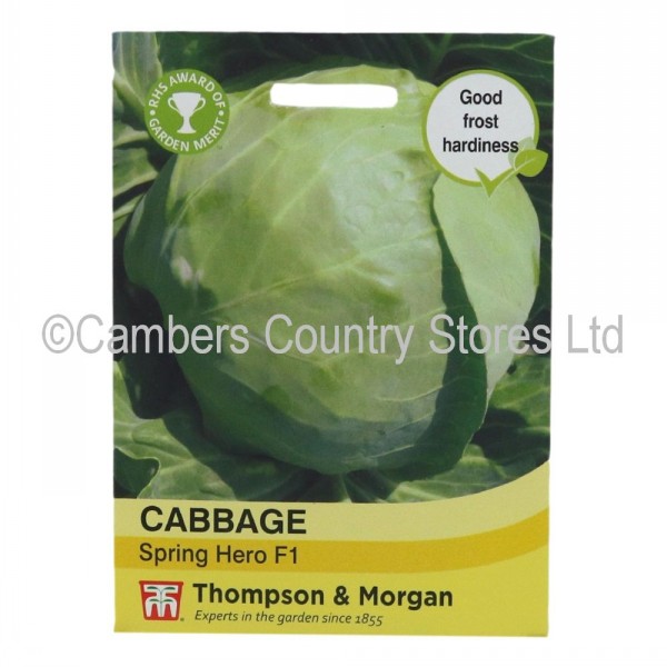 Thompson & Morgan Cabbage Spring Hero F1 | Cambers Country Store