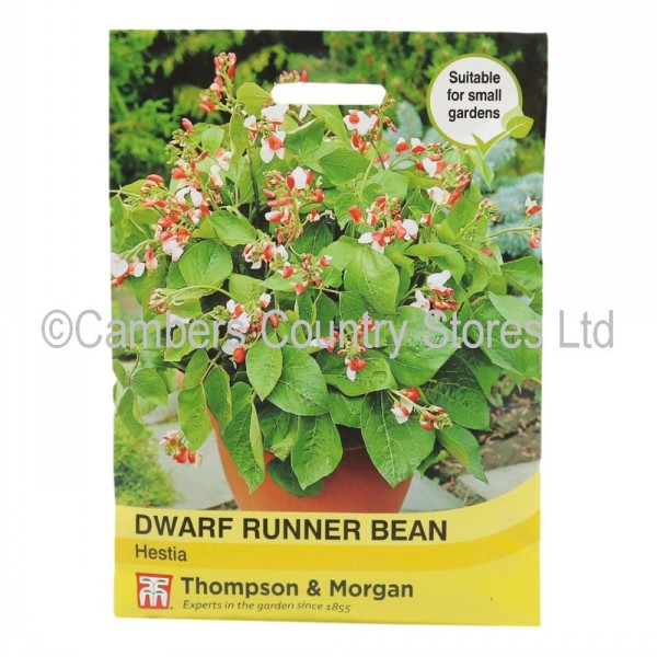 Thompson & Morgan Dwarf Runner Bean Hestia | Cambers Country Store