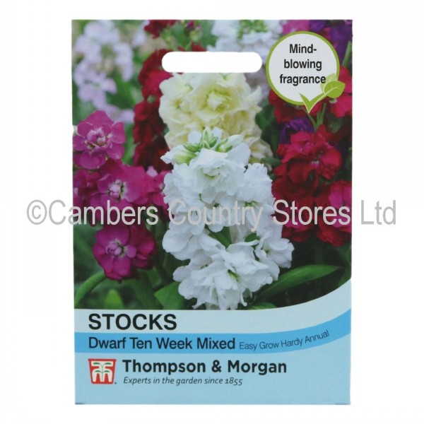 Thompson & Morgan Stocks Dwarf Ten Week | Cambers Country Store