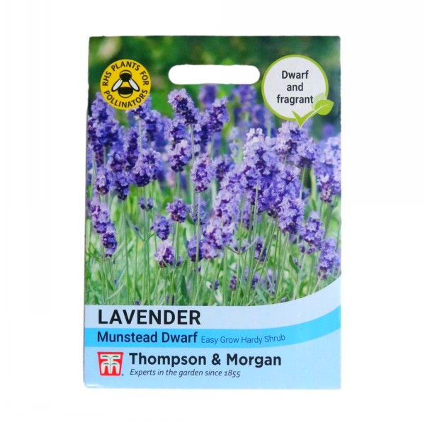 Thompson & Morgan Lavender Munstead Dwarf | Cambers Country Store