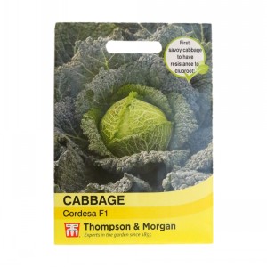 Thompson & Morgan Cabbage Cordesa F1 | Cambers Country Store